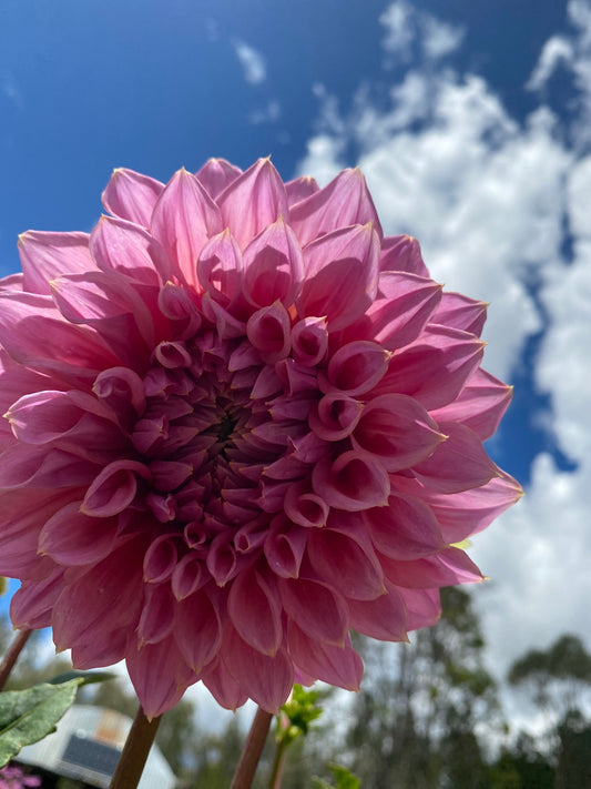 Dahlia Tubers – Posy Farm Fresh Flowers