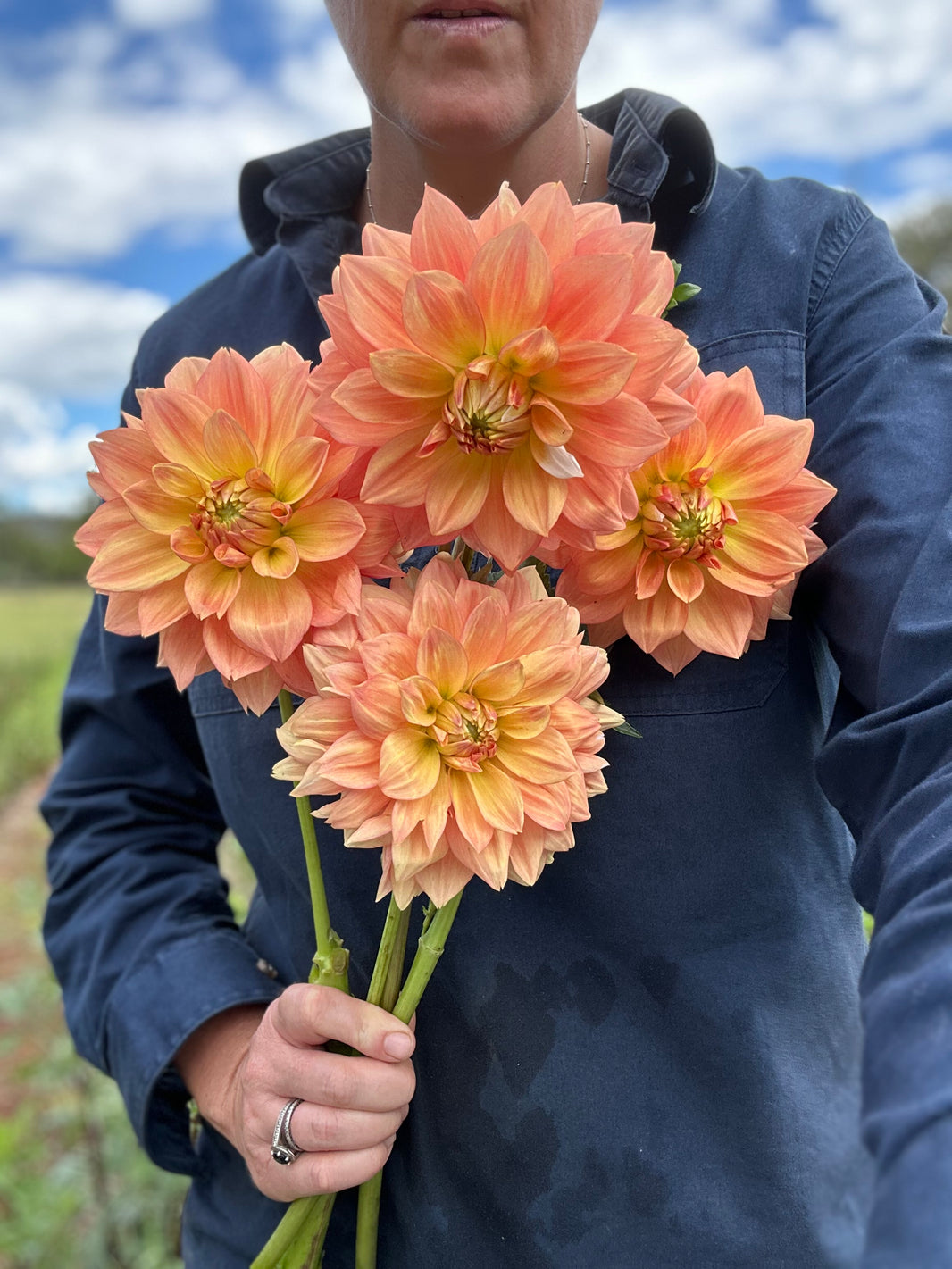 Dahlia Tubers – Page 2 – Posy Farm Fresh Flowers