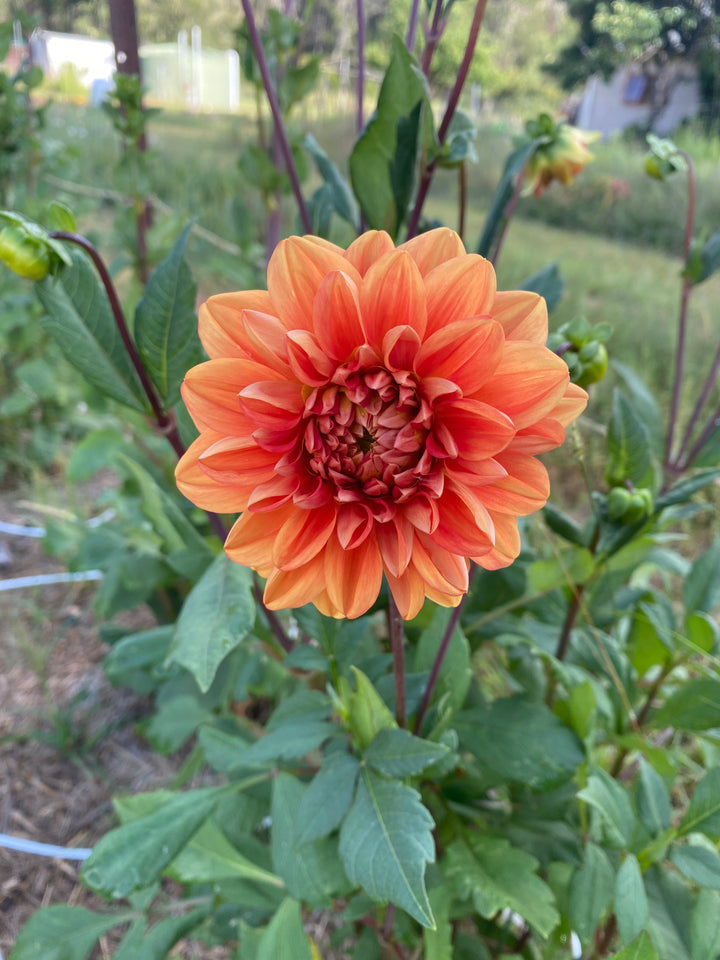 Dahlia Tubers – Posy Farm Fresh Flowers