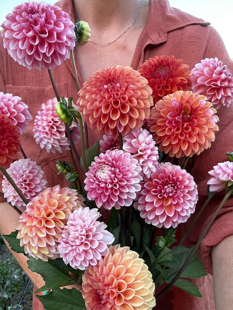 Florelie Angostura – Posy Farm Fresh Flowers