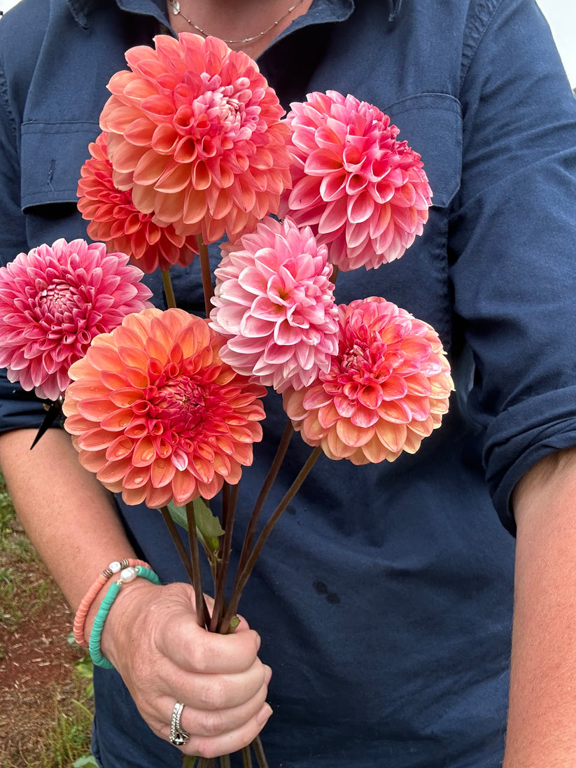 Florelie Angostura – Posy Farm Fresh Flowers