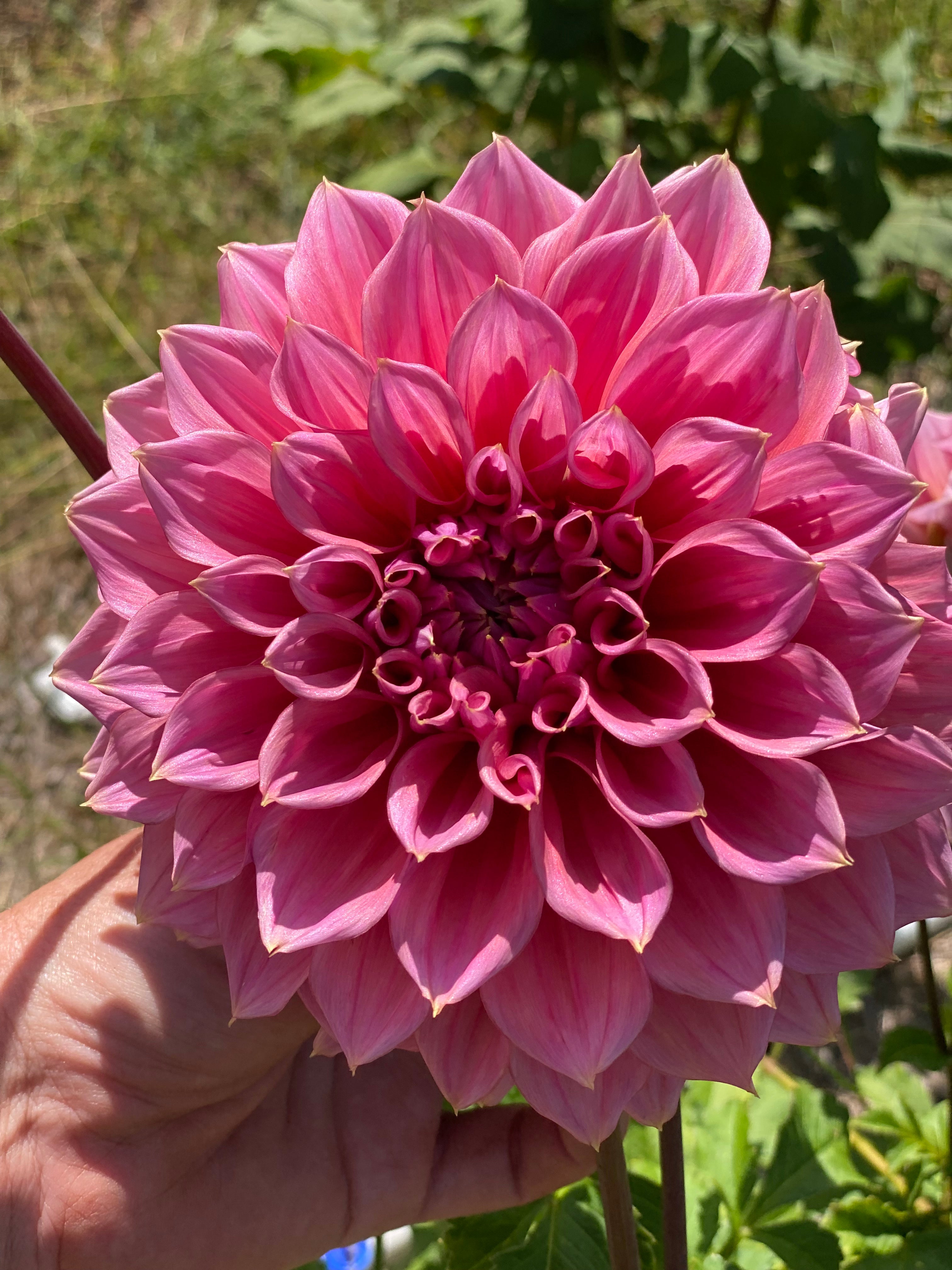 Dahlia Tubers – Posy Farm Fresh Flowers