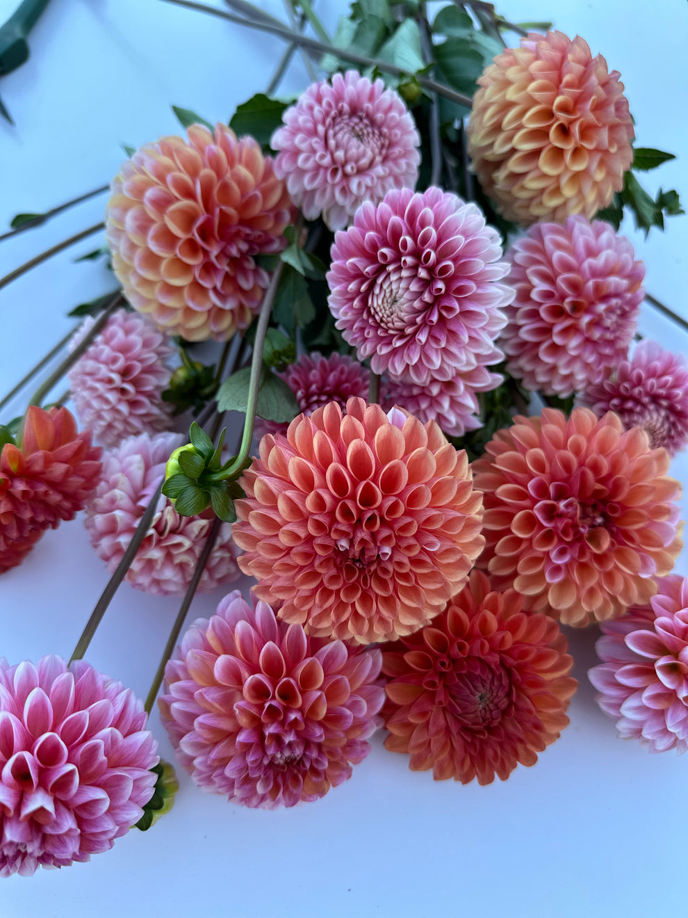 Florelie Angostura – Posy Farm Fresh Flowers